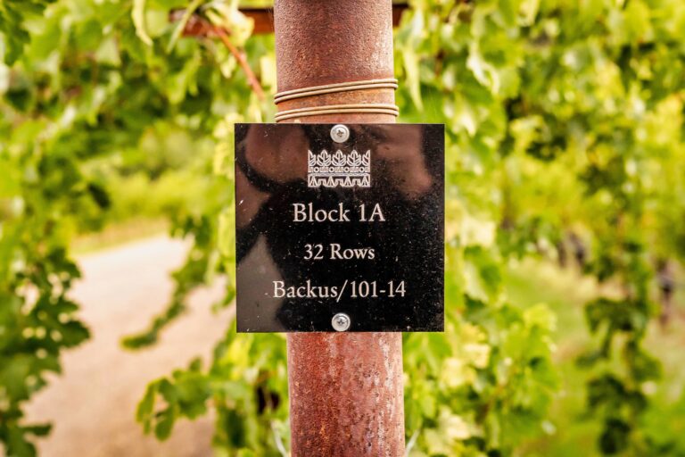 Vineyards - Saint Helena Winery